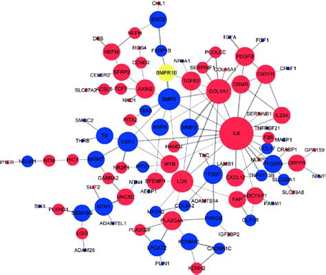 Protein Interaction Networks Of The Degs In Ovarian Granulosa Cells Of