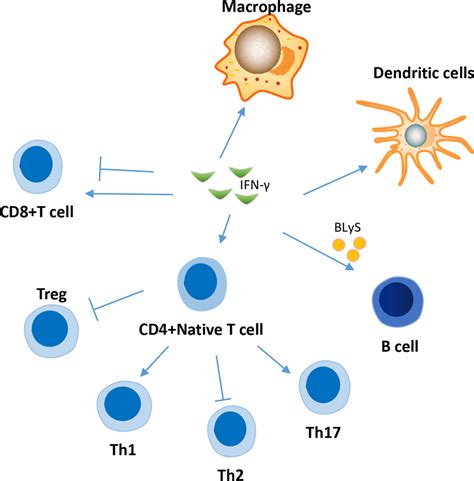 Effects Of Ifn G On Several Immune Cells In The Pathogenesis Of Sle