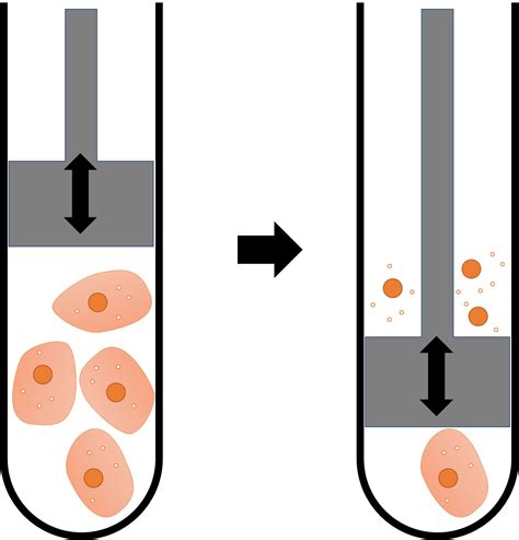 細胞分画法 細胞小器官の大きさをイメージしよう Biology Tips 高校生物のワンポイント解説