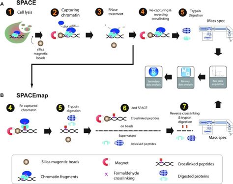 Chromatin Contact Atlas Reveals Disorder Mediated Protein Interactions