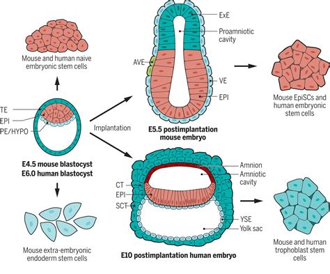 Self Organization Of Stem Cells Into Embryos A Window On Early