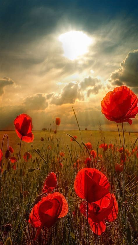 Sunlight And Flowers Flower Nature Hd Phone Wallpaper Peakpx