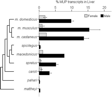 Frontiers Regulation Of Sexually Dimorphic Expression Of Major