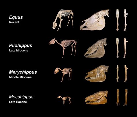 Fossils Evidence Of Evolution — Overview And Examples Expii