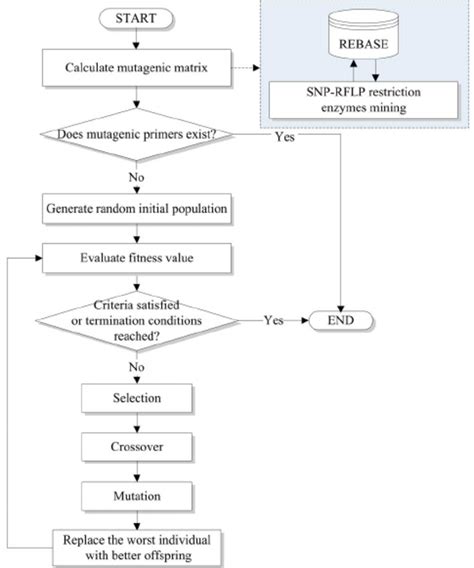 Flowchart Of The Ga Based Mismatch Pcr Rflp Primer Design At First A