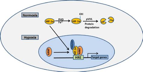 Overview Of Gene Regulation By Arnt Hif 1 β Hif 1 α Complex In