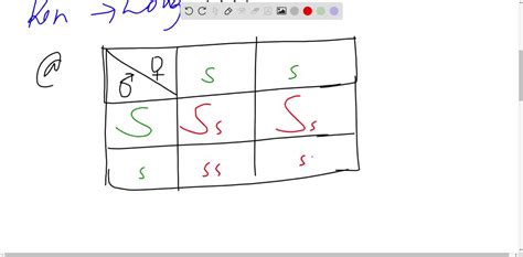 Solved Exercise 14 Genetics Problems Using Punnett Squares Name Date