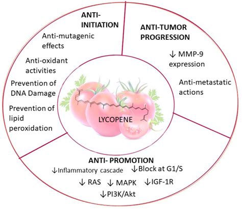 Phytochemicals And Cancer Chemoprevention
