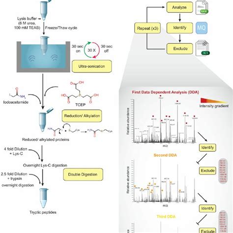 Schematic Representation Of The Micro Proteomics Workflow A Overview