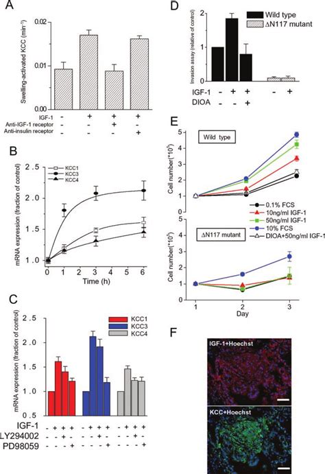 Igf 1 Stimulates Kcc Which Is Necessary For Ovarian Cancer Cell