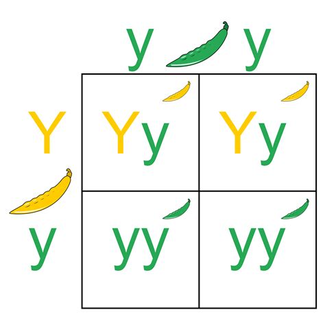 Punnet Square Is A Diagram That Is Used To Predict An Outcome Of A