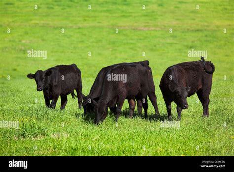 Livestock Black Angus Beef Cattle Grazing On A Healthy Green Pasture