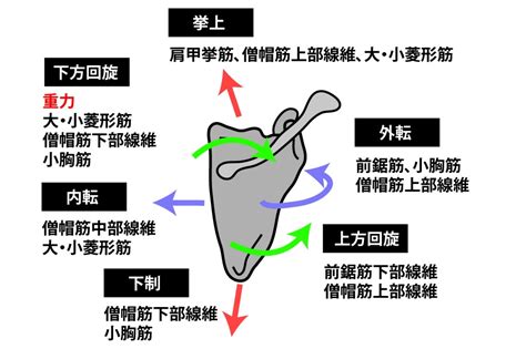 【肩甲骨の特徴】 五反野で整骨院をお探しなら根本治療の「五反野駅前整骨院」