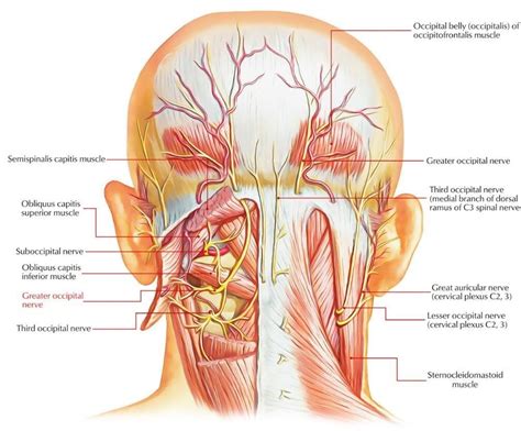 Occipital Nerve Block — Nuem Blog
