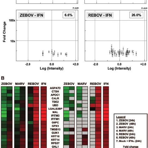 Increased Activation And Expression Of Ifn Regulated Genes By Rebov