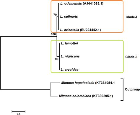 Ml Phylogeny Of The Genus Lens Based On Rdna Its1 5 8s Its2 Sequences