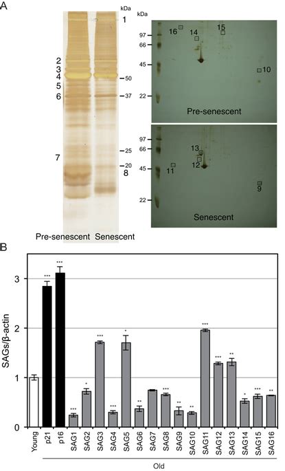 Identification Of Senescence Associated Proteins And Their Expression