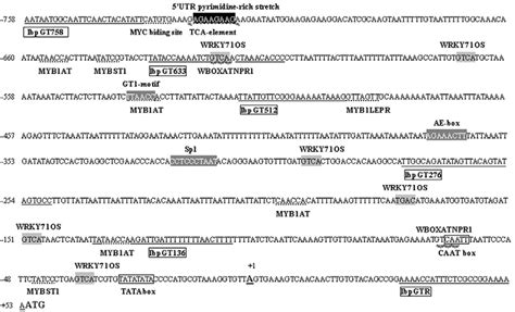 Promoter Sequence Of Ibuf3gt The 758 Bp 5′ Flanking Sequence Upstream