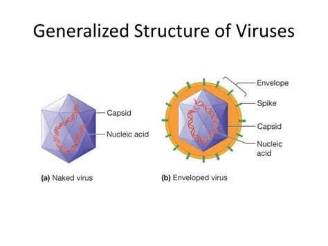 Ppt Virus Structure Powerpoint Presentation Free Download Id 2460719