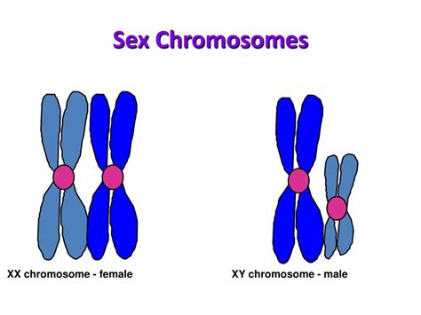 Ppt Meiosis Powerpoint Presentation Free Download Id 2084282