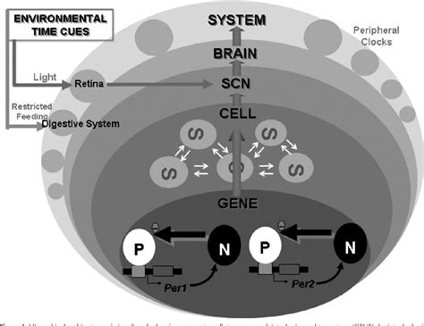 Figure 1 From Circadian And Seasonal Rhythms Integration Of Mammalian