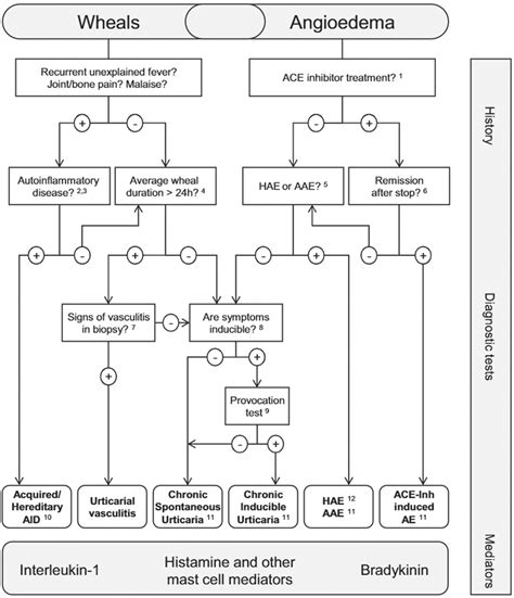 Chronic Spontaneous Urticaria Guidelines What Is New Journal Of