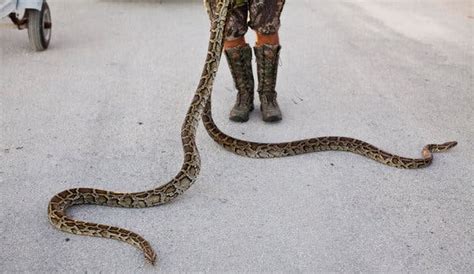 florida holds high profile hunt for pythons the new york times