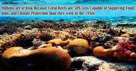 Millions Are At Risk Because Coral Reefs Are 50 Less Capable Of