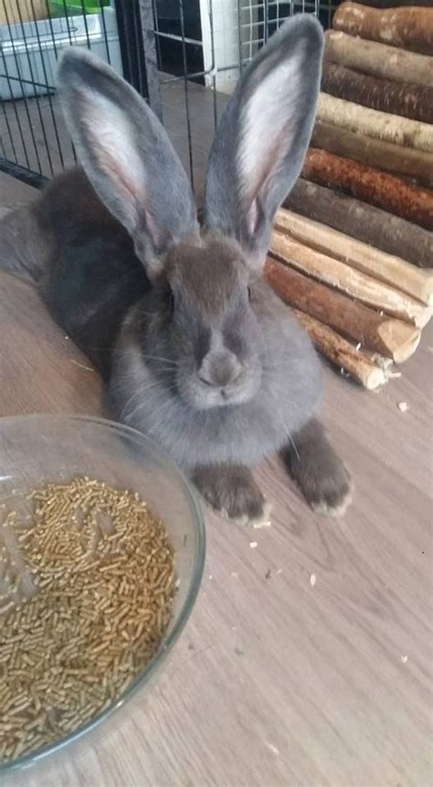 Male Vs Female Rabbits What Are The Differences Artofit