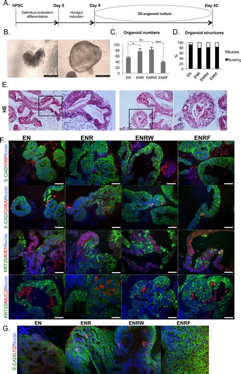 Hpsc Derived Hindgut Cells Form Intestinal Organoids In The Absence Of