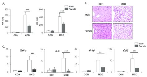 two weeks of mcd diet induced liver steatosis in male
