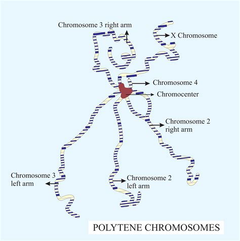 38 Label The Chromosome