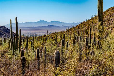 Saguaro National Park The Complete Guide