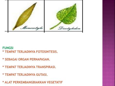 Ppt Struktur Dan Fungsi Tumbuhan Powerpoint Presentation Free Sexiz Pix