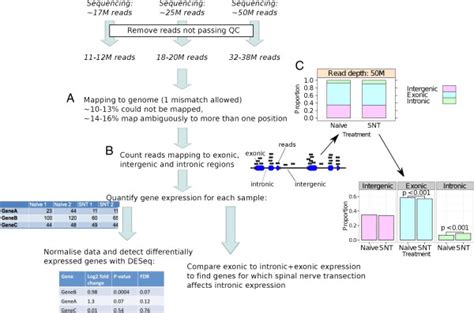 Rna Seq Procedure And Rna Seq Analysis Pipeline Cdna Libraries Were