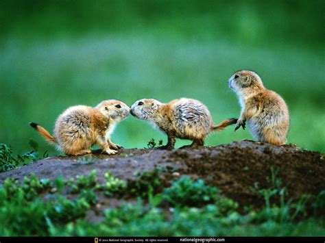 unique wallpaper 100 most famous national geographic hd