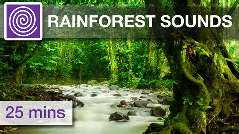 Rain Forest Sound Effects Only Concentration Relaxation Sleep