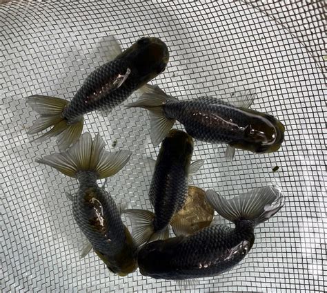 【未使用】y5 深見養魚場産 青らんちゅう 2歳5匹 同日落札2以上餌進呈 中国四国東北の方送料300円ご負担 北海道九州青森秋田沖縄及び離島