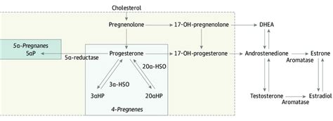 Schematic Of The Synthesis Of Sex Steroid Hormones From Cholesterol