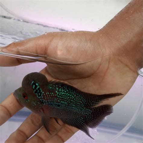 Jual Ikan Louhan Kamfa Shopee Indonesia