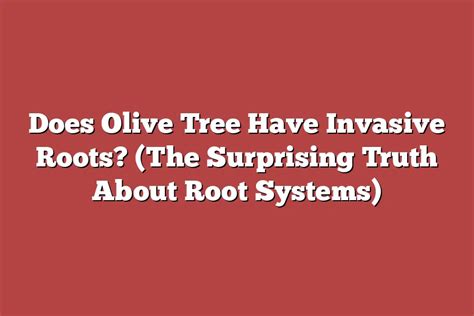 Does Olive Tree Have Invasive Roots The Surprising Truth About Root