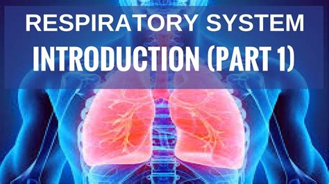 Respiratory System Introduction Part 1 Youtube
