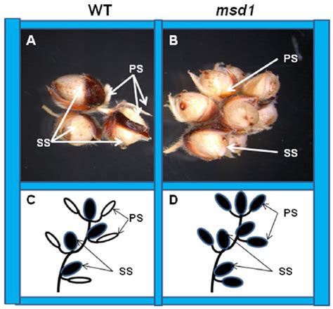 Seed Set And Schematic Representation Of Wild Type Wt And