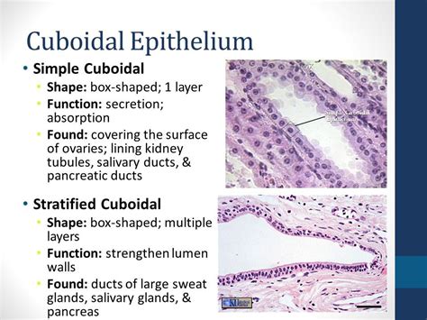 Simple Columnar Epithelium A Labeled Diagram And