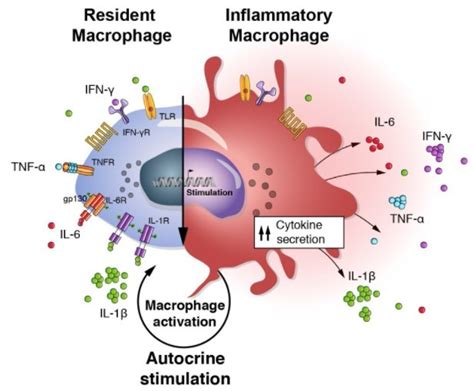 Autocrine Signaling Definition And Examples Biology Online Dictionary