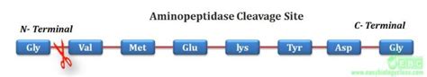 What Is Enzyme Substrate Specificity Easybiologyclass
