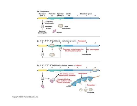 Regulation Of Gene Expression In Prokaryotes