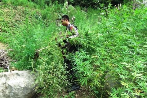 10 Hektare Ladang Ganja Di Aceh Dimusnahkan Medcom Id