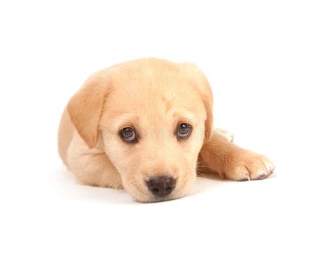 Filhote De Cachorro Bonito No Fundo Branco Foto De Stock Imagem De
