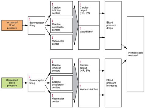 Postural Hypotension In Older Adults Geeky Medics